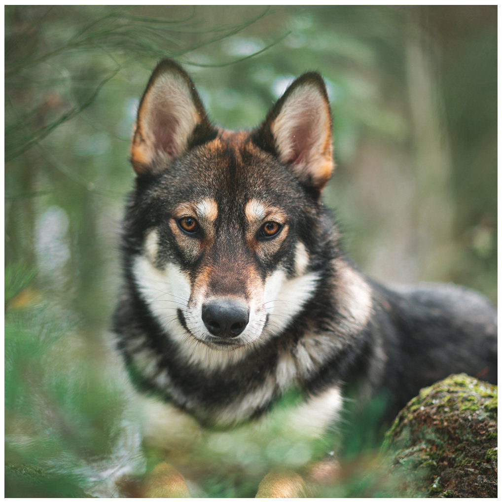 Obraz na płótnie Crouching Wolf 60x60 - Legendarte | Sklep EMPIK.COM