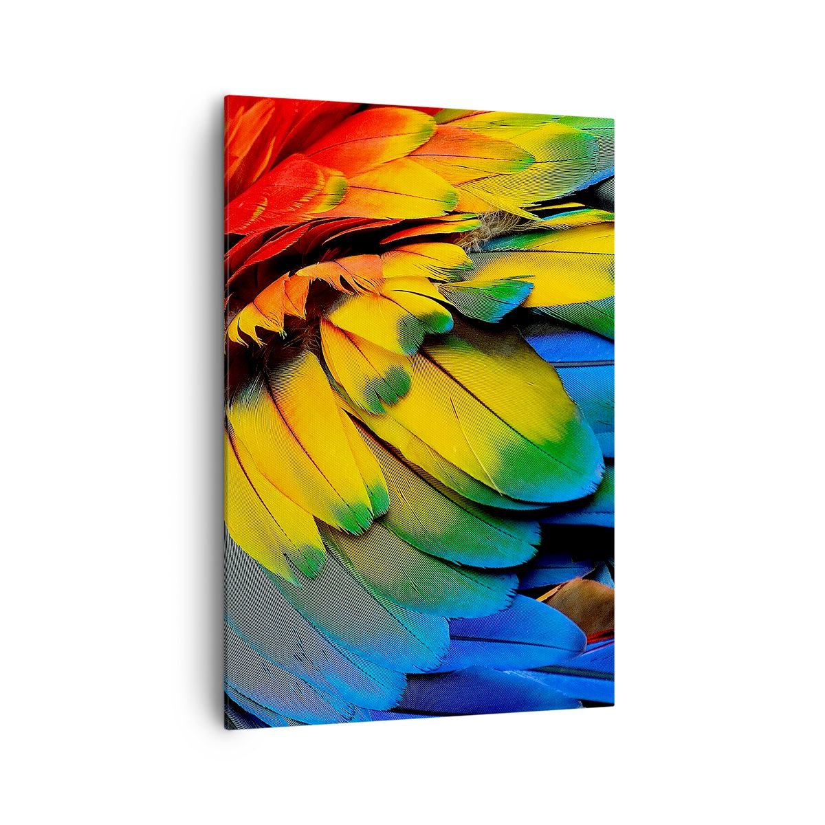 Obraz na płótnie - Rajski ptak - 70x100cm - Kolorowe Pióra Pióra Papugi ...