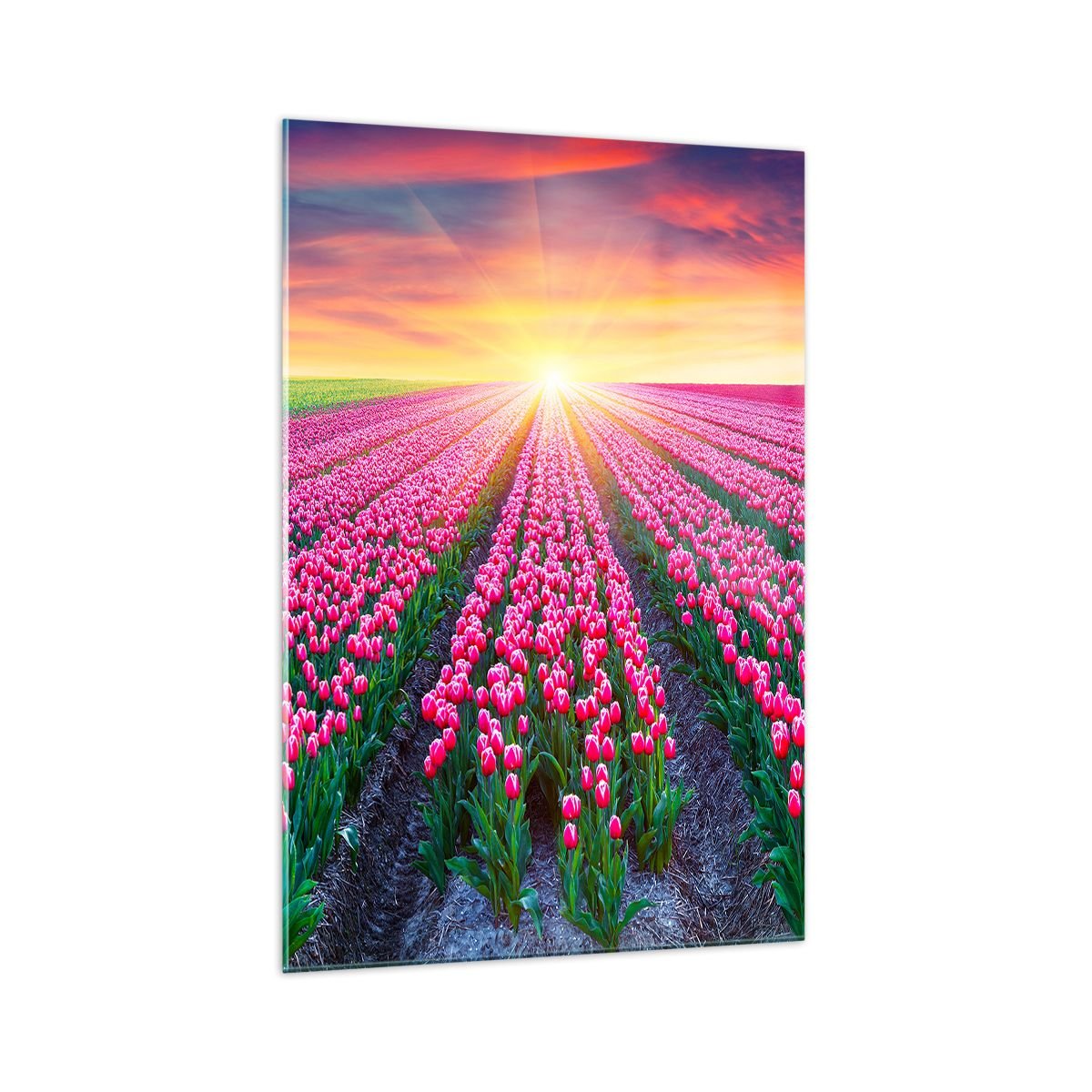 Obraz na szkle - Farma piękności - 70x100cm - Kwiaty Tulipany Zachód ...