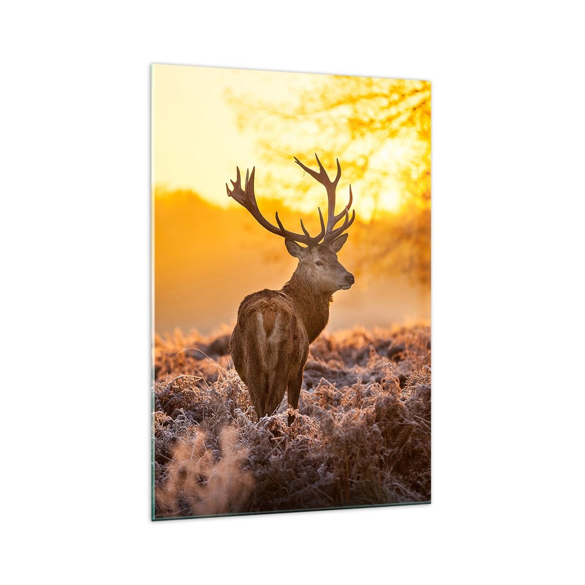 Obraz na szkle - Król jesiennego lasu - 70x100cm - Krajobraz Jeleń Natura - Nowoczesny foto ...