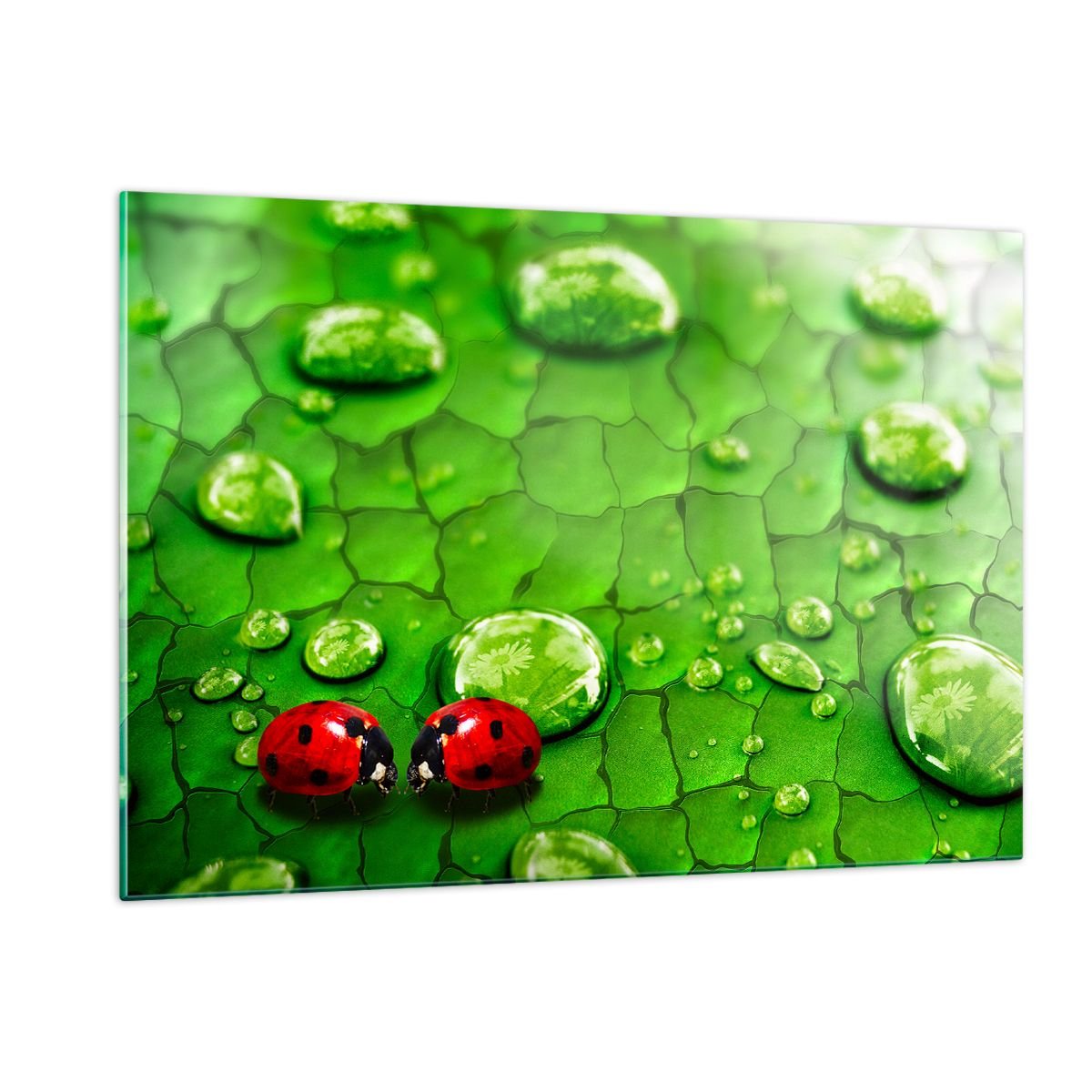Obraz na szkle - Spotkanie w zieleni - 120x80cm - Natura Biedronka ...