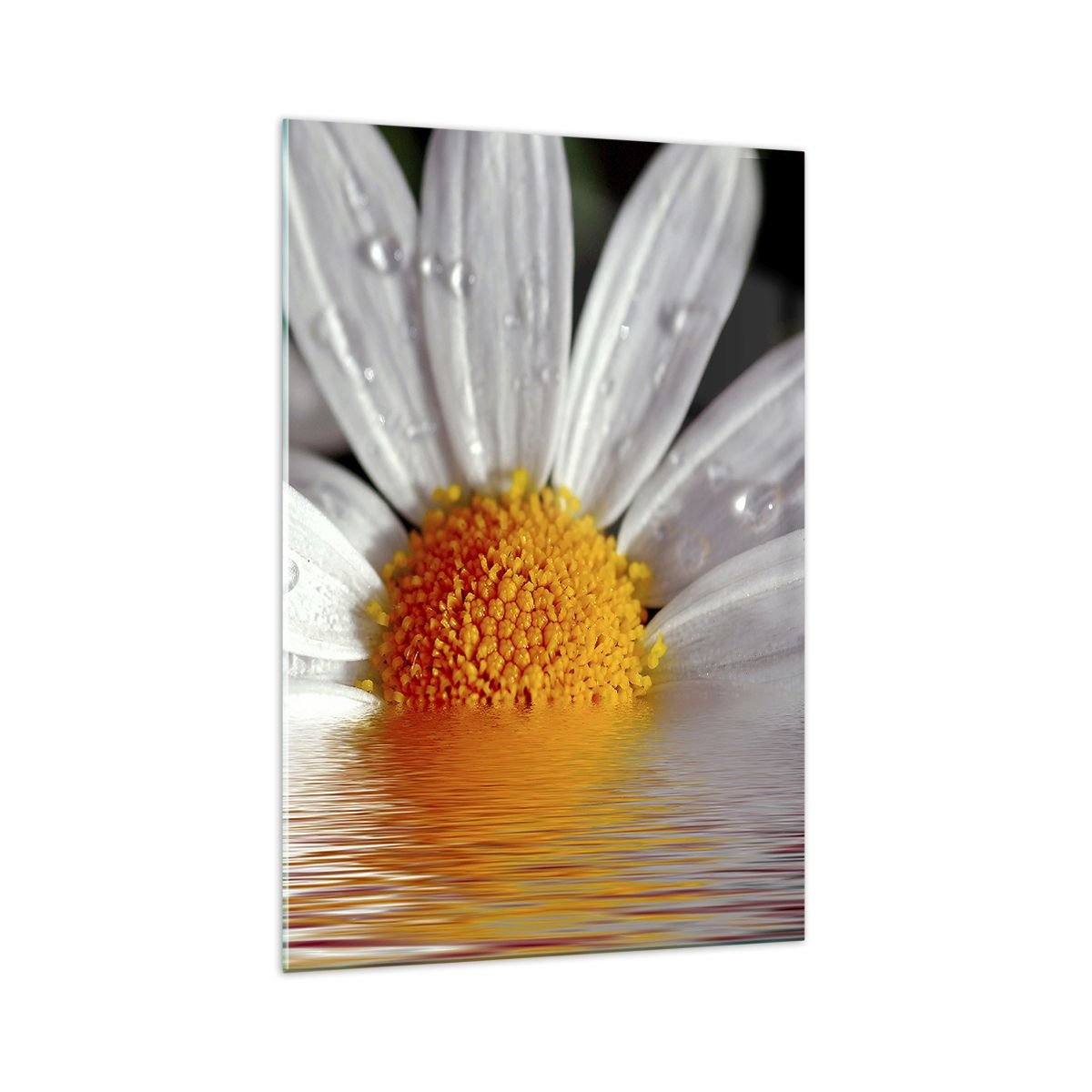 Obraz na szkle - Wschodzące słońce margaretki - 70x100cm - Kwiat ...