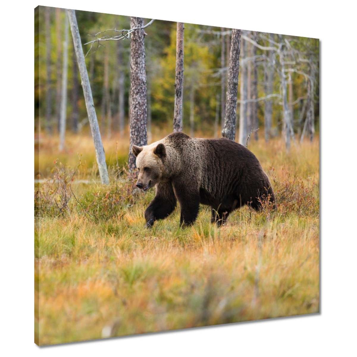 Obraz Niedźwiedź w lesie, 60x60cm - ZeSmakiem | Sklep EMPIK.COM