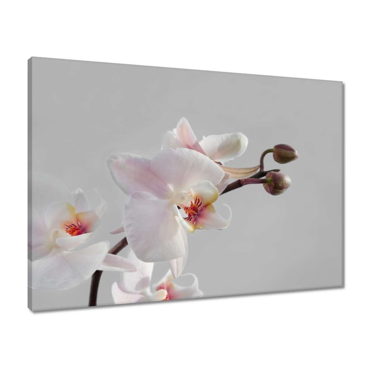 Obraz Orchidea na ołówkowym tle, 70x50cm - ZeSmakiem | Sklep EMPIK.COM