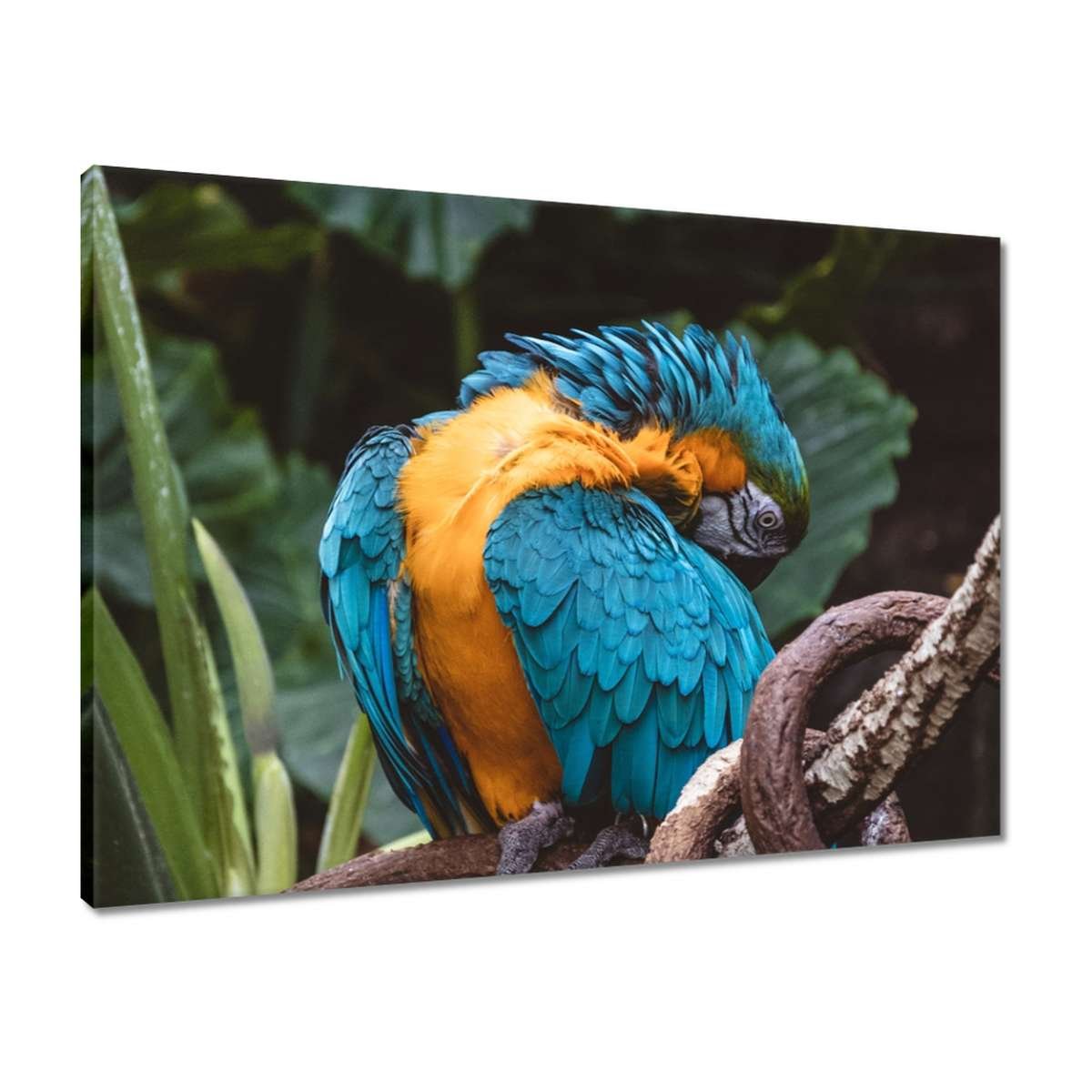 Obraz Papugi Papużki Ptaszki, 70x50cm - ZeSmakiem | Sklep EMPIK.COM