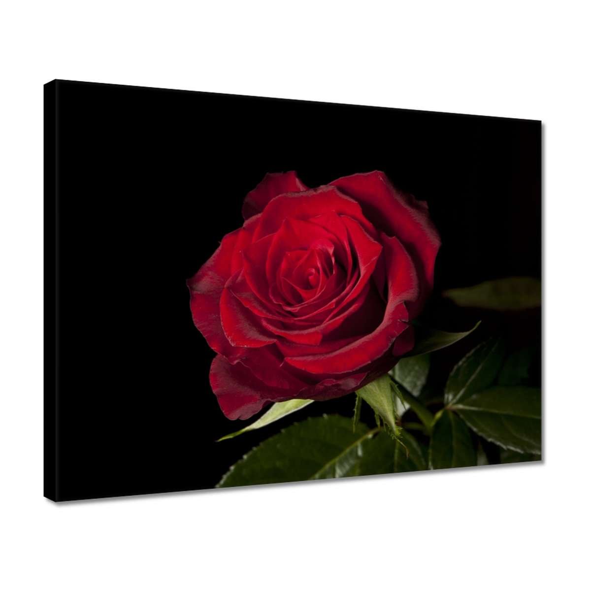 Obraz Piękna róża, 40x30cm - ZeSmakiem | Sklep EMPIK.COM