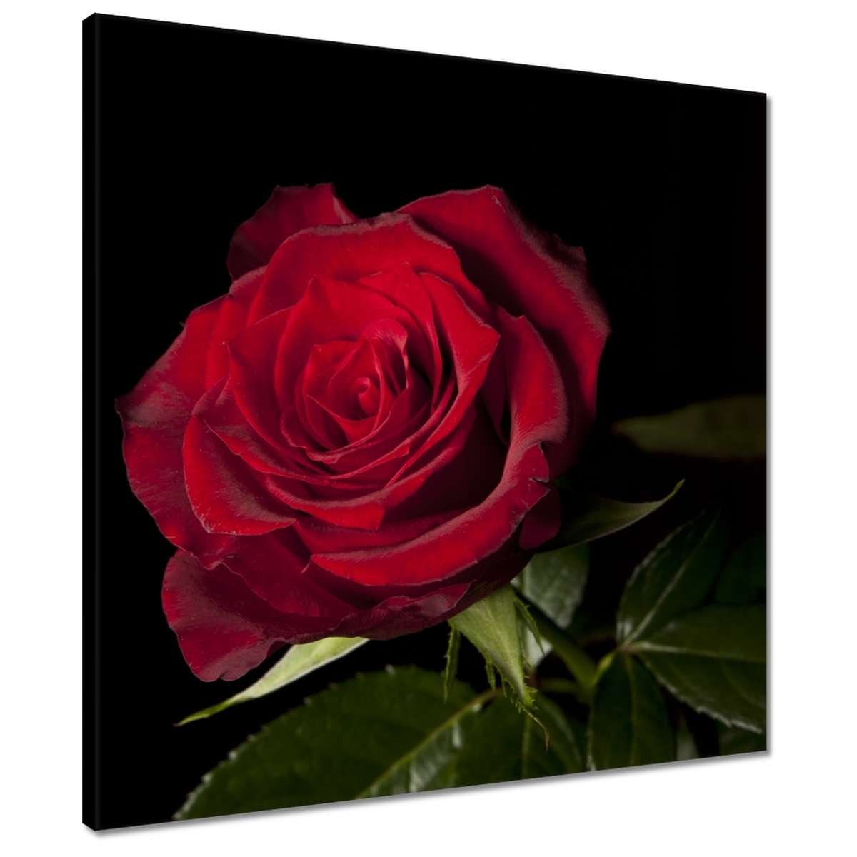 Obraz Piękna róża, 50x50cm - ZeSmakiem | Sklep EMPIK.COM