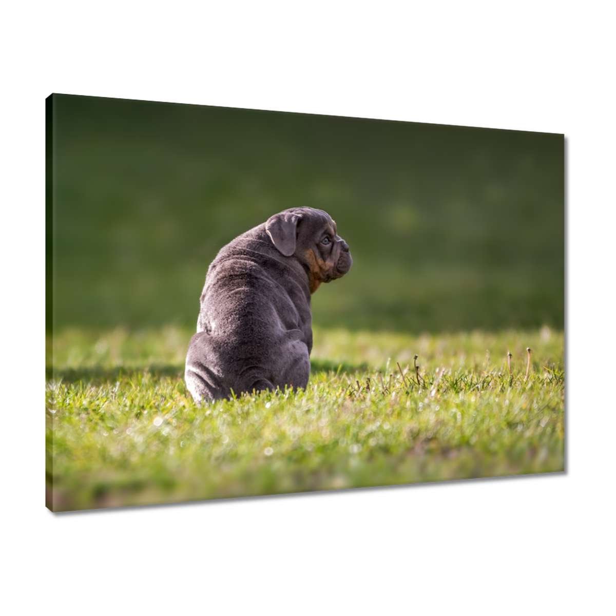 Obraz Pies Piesek Psiaki, 70x50cm - ZeSmakiem | Sklep EMPIK.COM