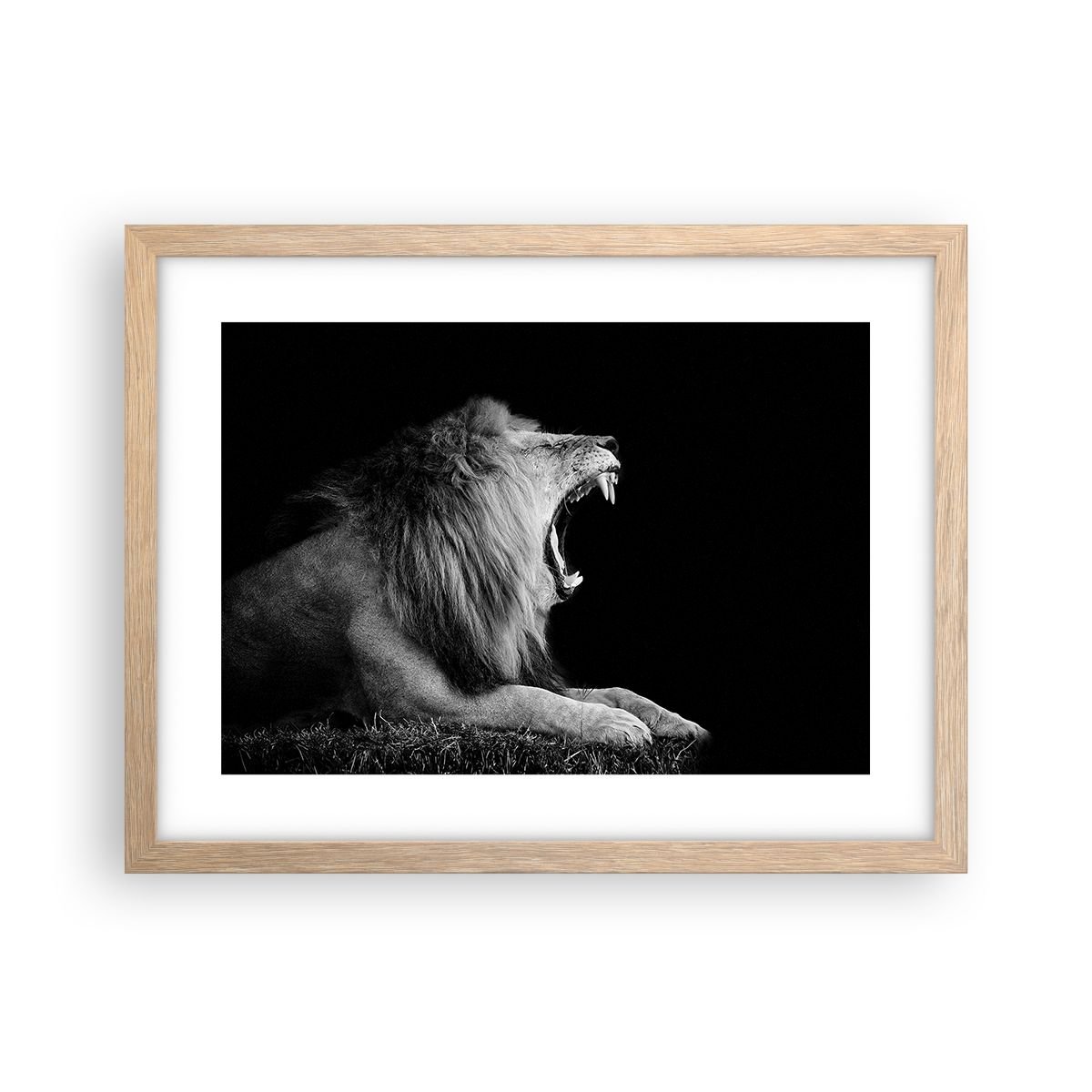 Obraz - Plakat - Bez żadnych wątpliwości - 40x30cm - Lew Zwierzęta ...