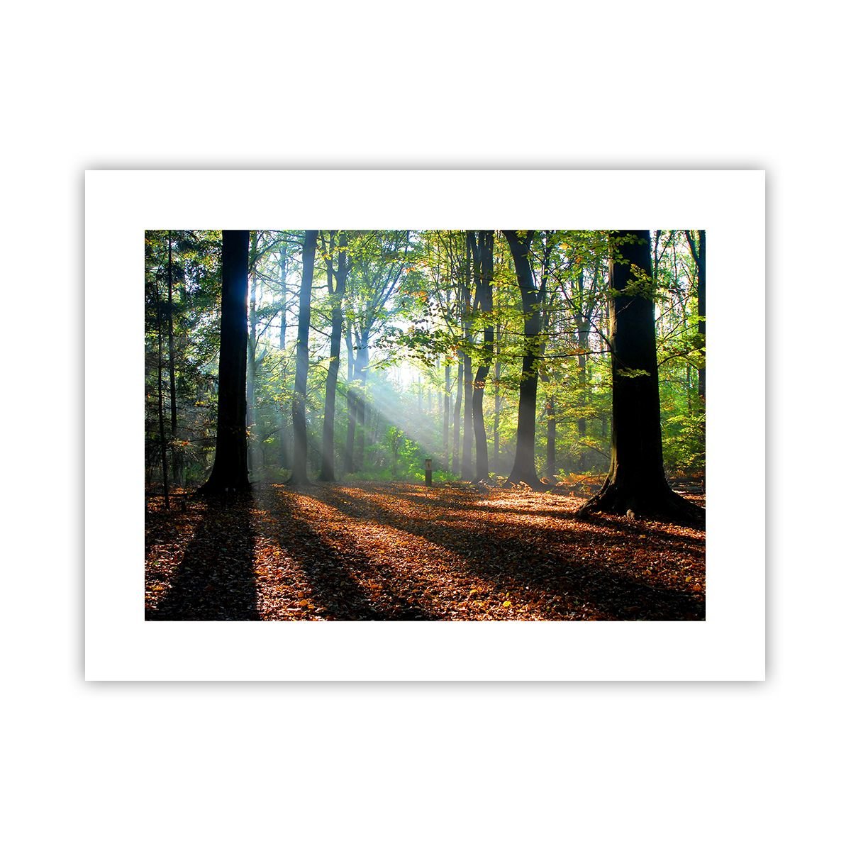 Obraz - Plakat - Blaski i cienie - 40x30cm - Las Drzewa Natura - Foto ...