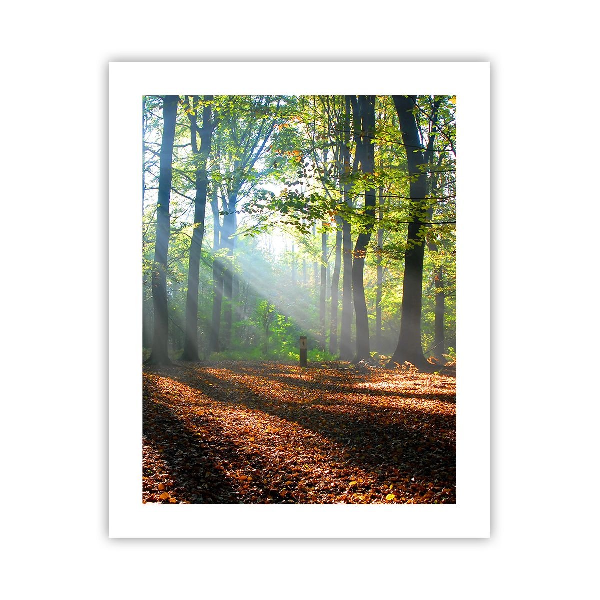 Obraz - Plakat - Blaski i cienie - 40x50cm - Las Drzewa Natura - Foto ...