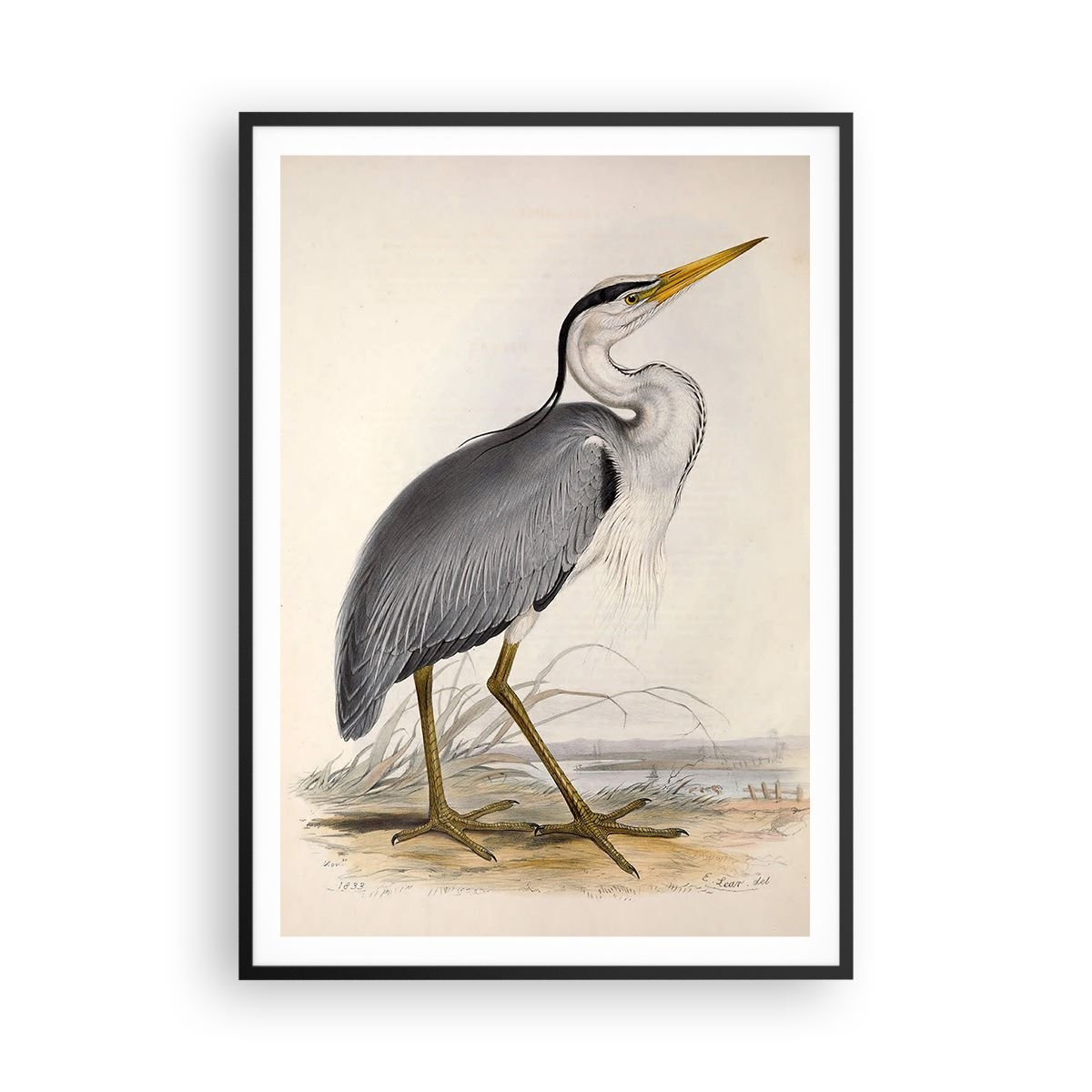 Obraz - Plakat - Czapli wdzięk - 70x100cm - Ptak Vintage Rysunek - Foto ...