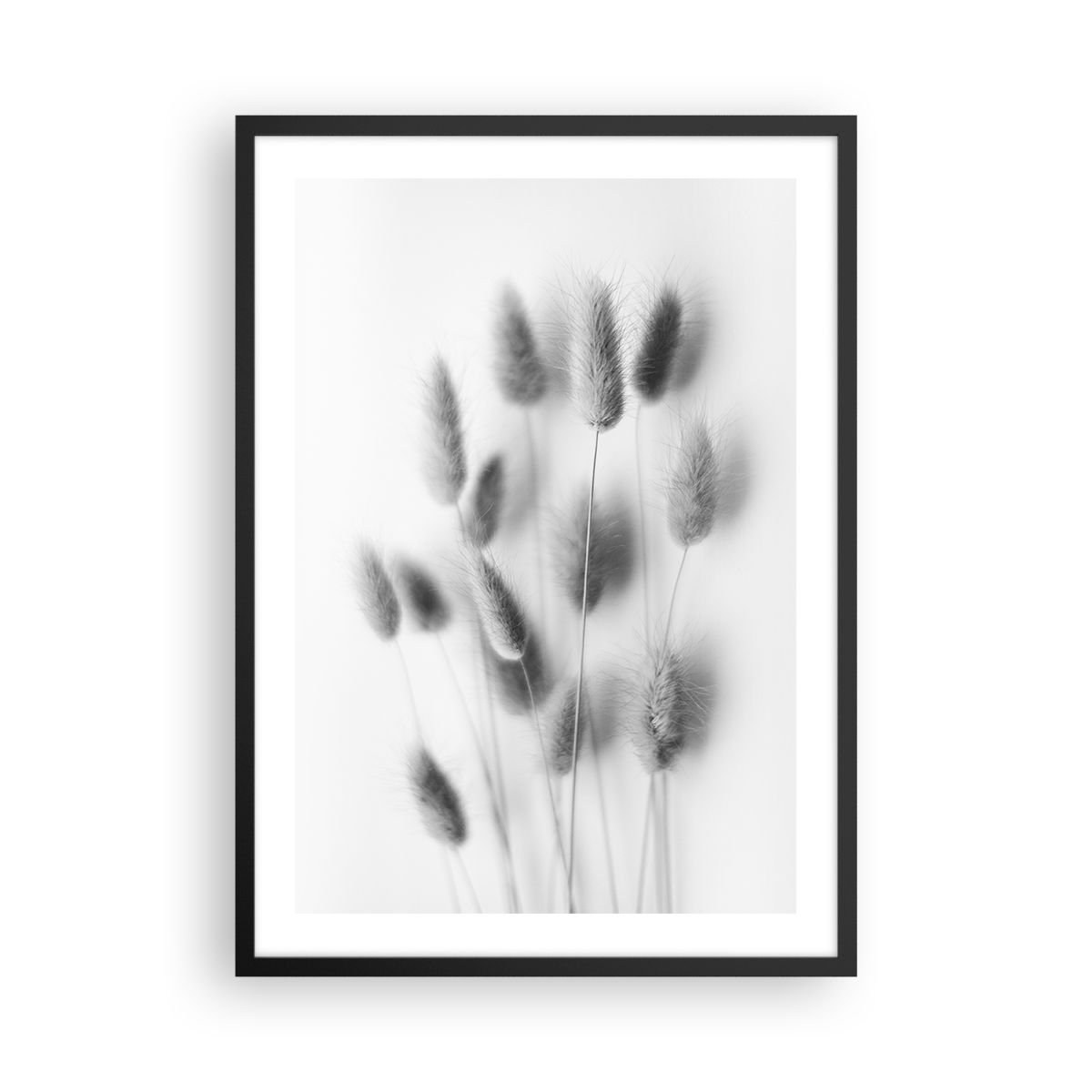 Obraz - Plakat - Jej puszystość trawa - 50x70cm - Trawa Czarno-Biały Kwiaty - Nowoczesny modny ...