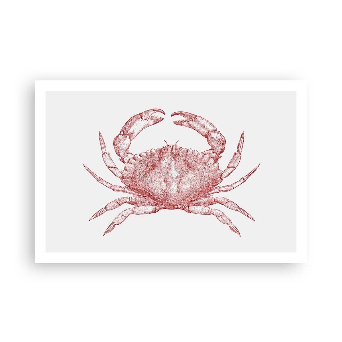 Obraz - Plakat - Krab nad kraby - 91x61cm - Krab Owoce Morza Skorupiak ...