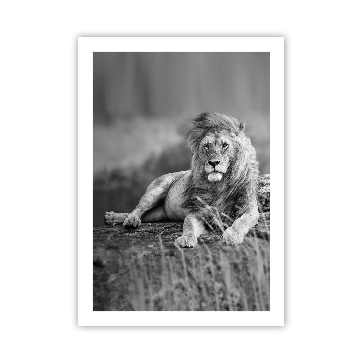 Obraz - Plakat - Królewska sjesta - 50x70cm - Lew Zwierzęta Natura - Nowoczesny modny obraz ...