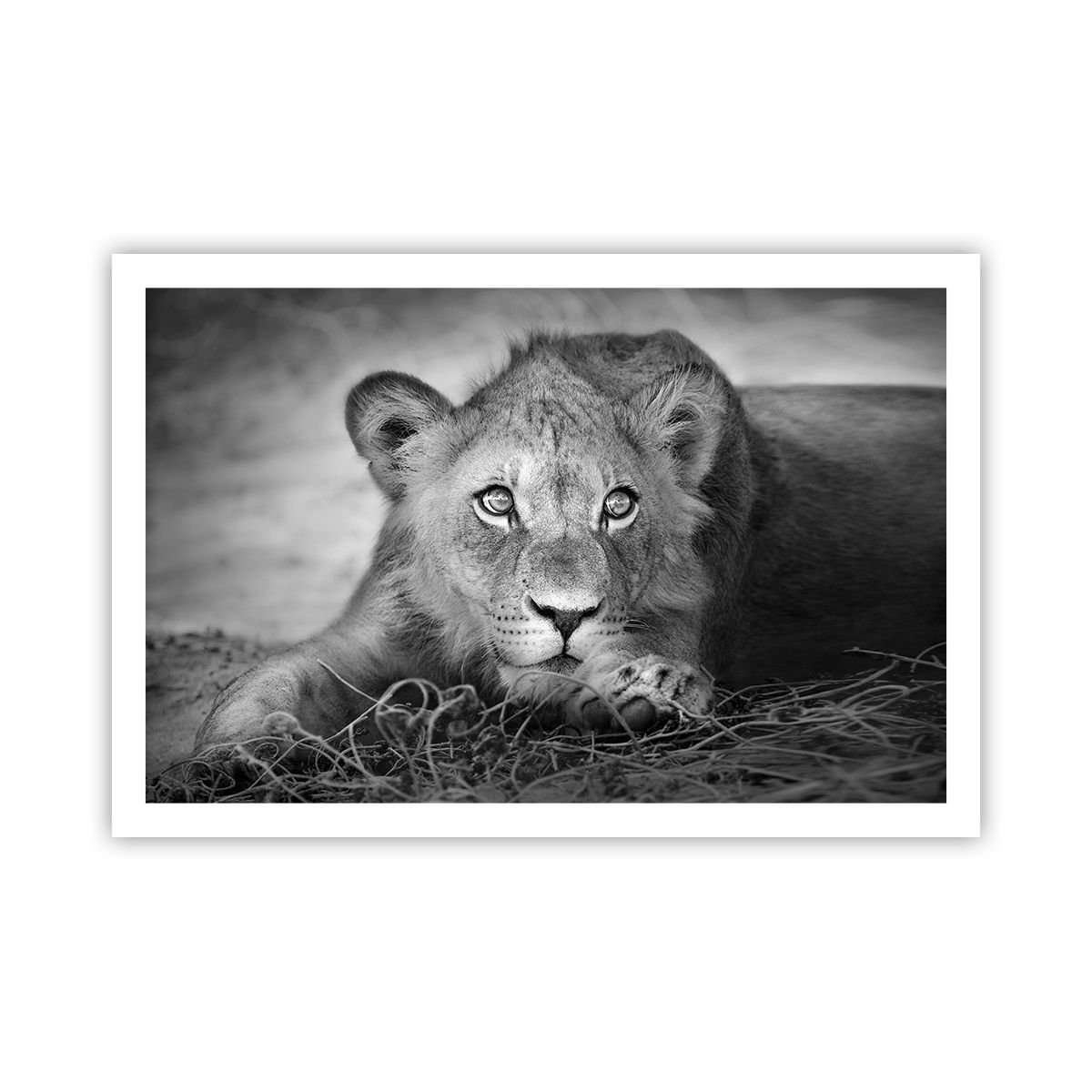 Obraz - Plakat - Królewskie szczenię - 91x61cm - Zwierzęta Lew Czarno ...