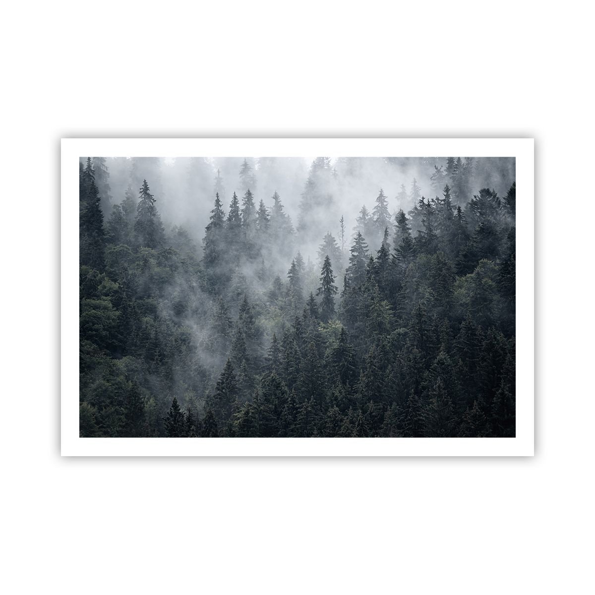 Obraz - Plakat - Leśny świt - 91x61cm - Krajobraz Las Natura - Foto Plakaty na ścianę bez ramy ...