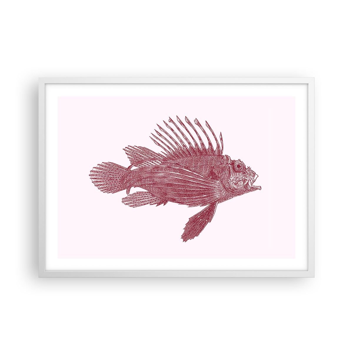 Obraz - Plakat - Mieszkanka egzotycznych wód - 70x50cm - Ryba ...