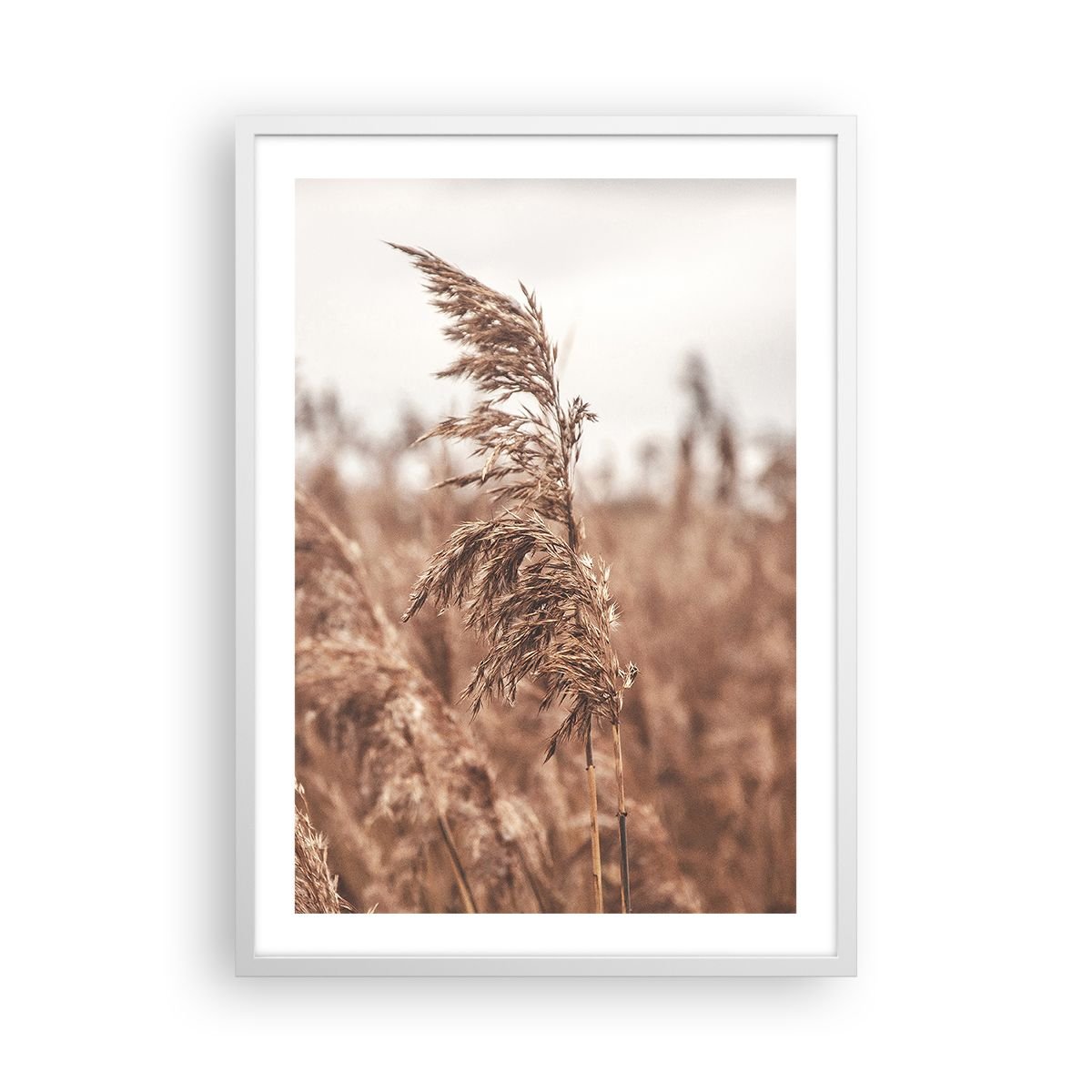 Obraz - Plakat - Na polach już jesień - 50x70cm - Krajobraz Łąka Natura ...