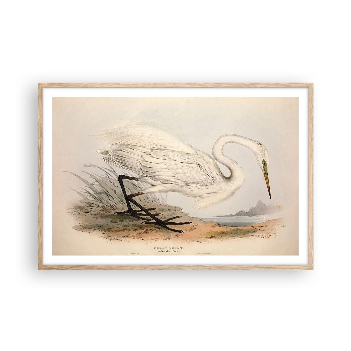 Obraz - Plakat - Pani na szuwarach - 91x61cm - Ptak Biała Czapla Sztuka ...