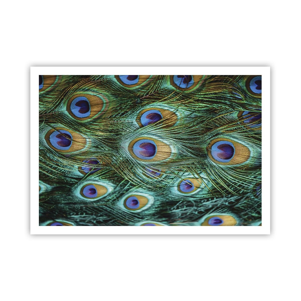 Obraz - Plakat - Pawiookie spojrzenie - 100x70cm - Abstrakcja Pawie ...