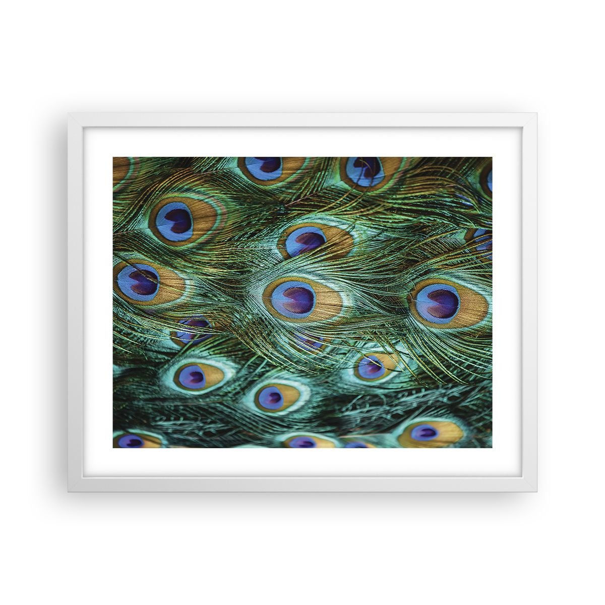 Obraz - Plakat - Pawiookie spojrzenie - 50x40cm - Abstrakcja Pawie ...
