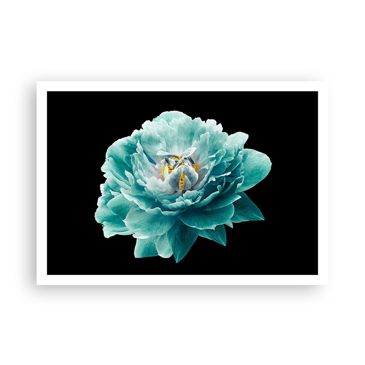 Obraz - Plakat - Płatki błękitne i złote - 100x70cm - Kwiat Kwitnący ...