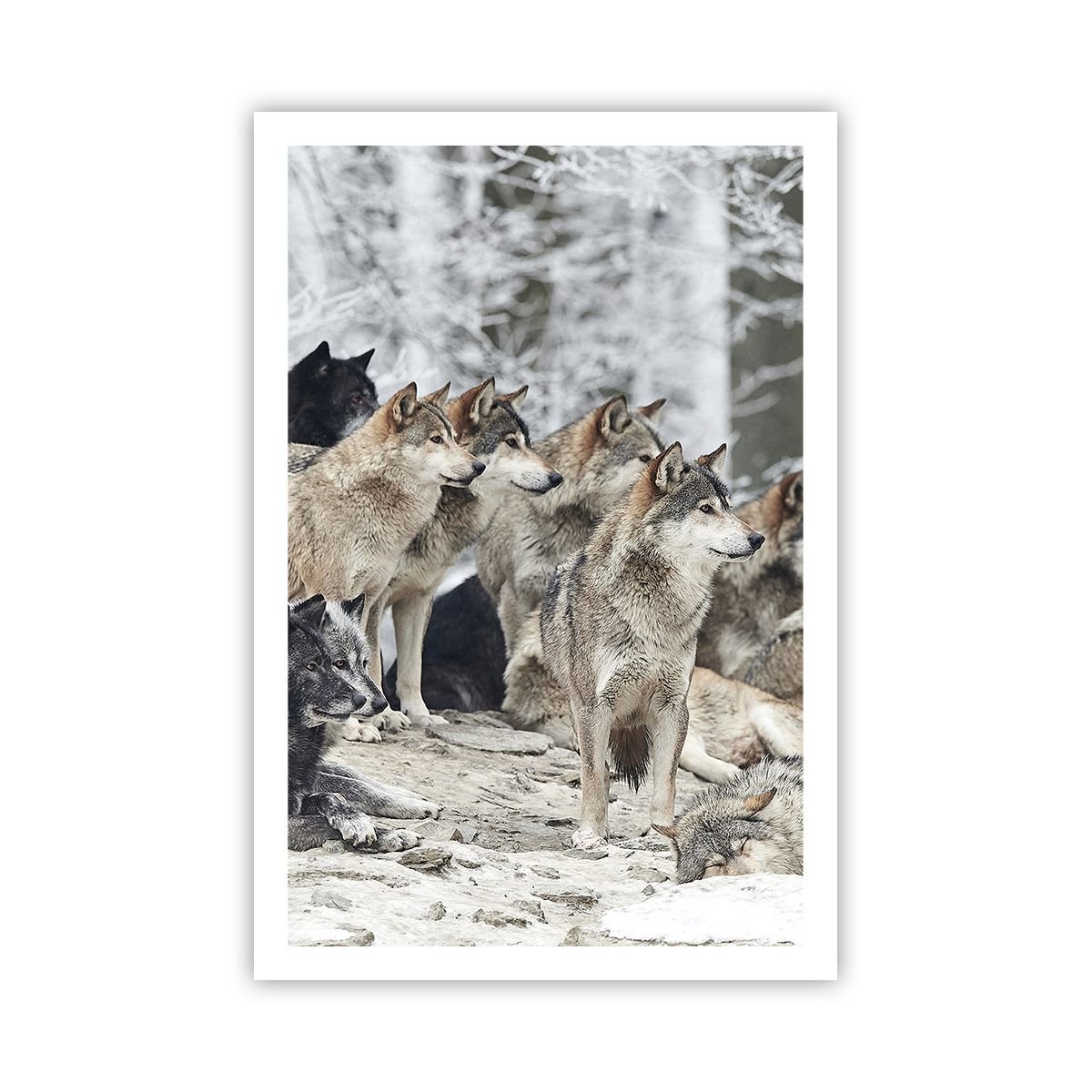 Obraz - Plakat - Rodzina i przyjaciele - 61x91cm - Wataha Wilków Wilki ...