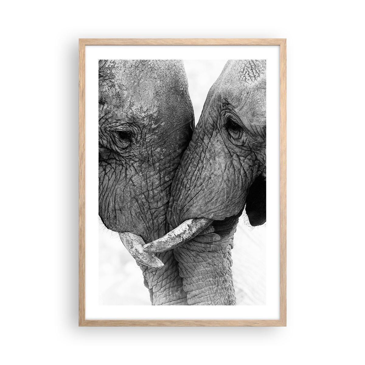 Obraz - Plakat - Serdeczne wyznanie - 50x70cm - Słoń Zwierzęta Afryka - Nowoczesny modny obraz ...