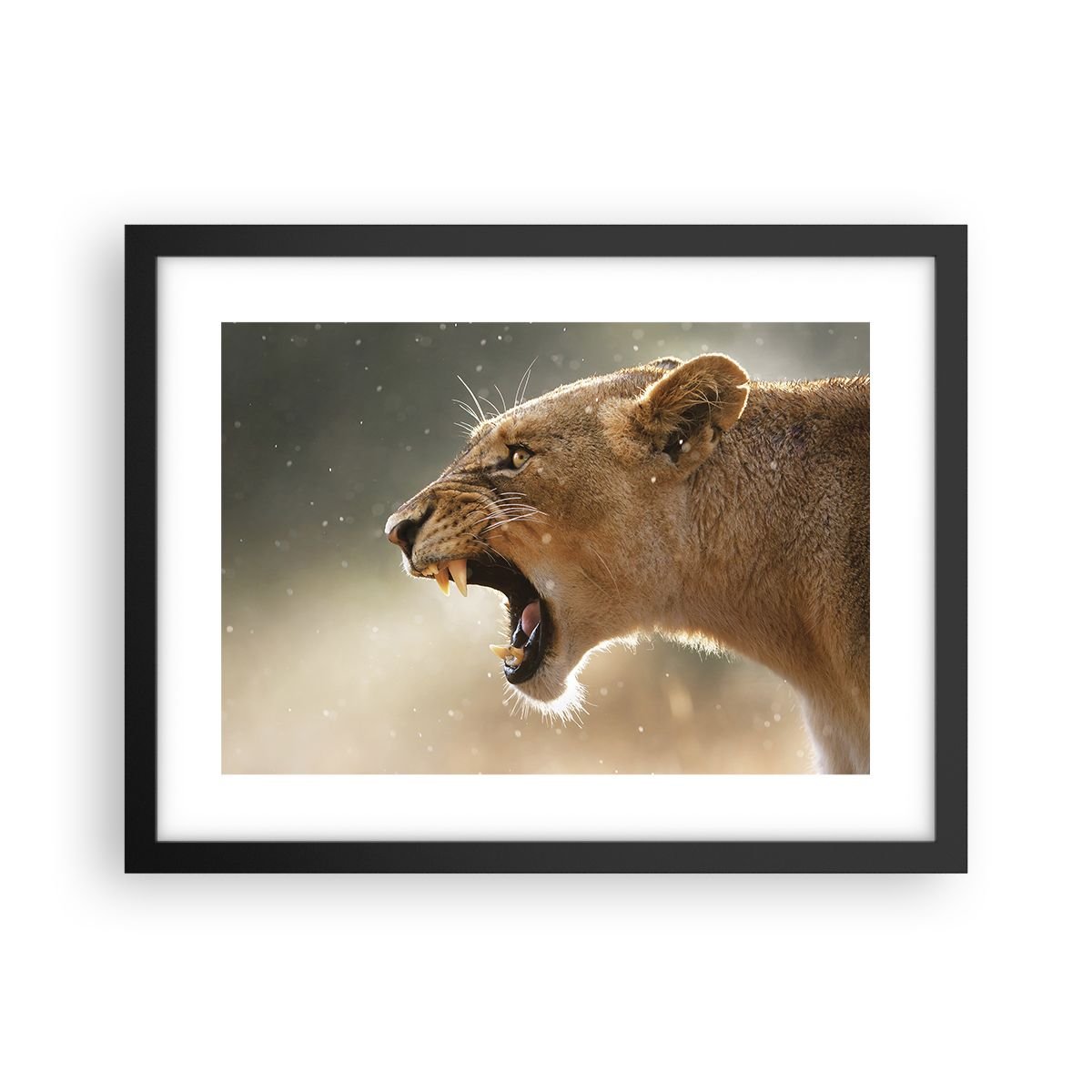 Obraz - Plakat - Spróbuj nie posłuchać - 40x30cm - Zwierzęta Lew Afryka ...