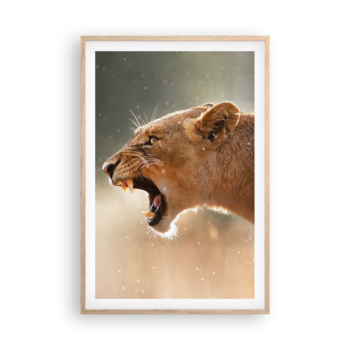 Obraz - Plakat - Spróbuj nie posłuchać - 61x91cm - Zwierzęta Lew Afryka ...