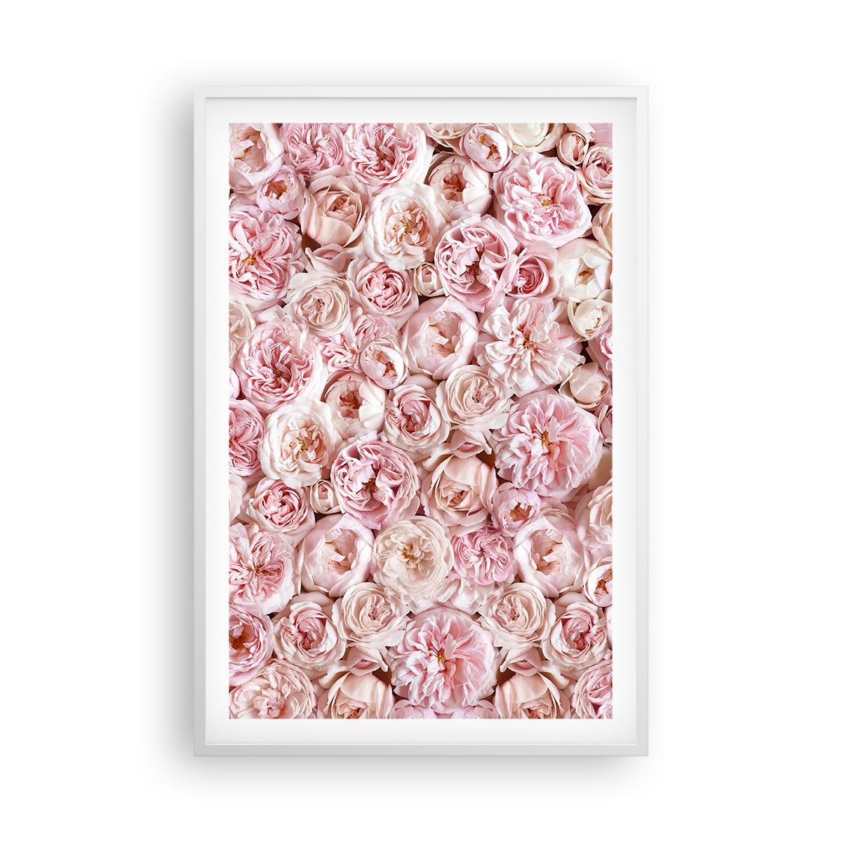 Obraz - Plakat - Usłane różami - 61x91cm - Kwiaty Pastelowe Róże - Foto ...