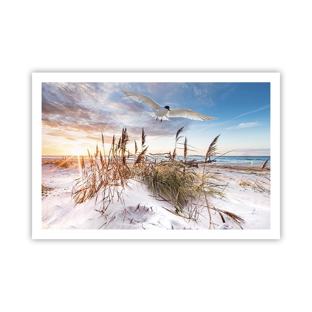 Obraz - Plakat - Wiatr od morza - 91x61cm - Morze Plaża Wydma - Foto ...