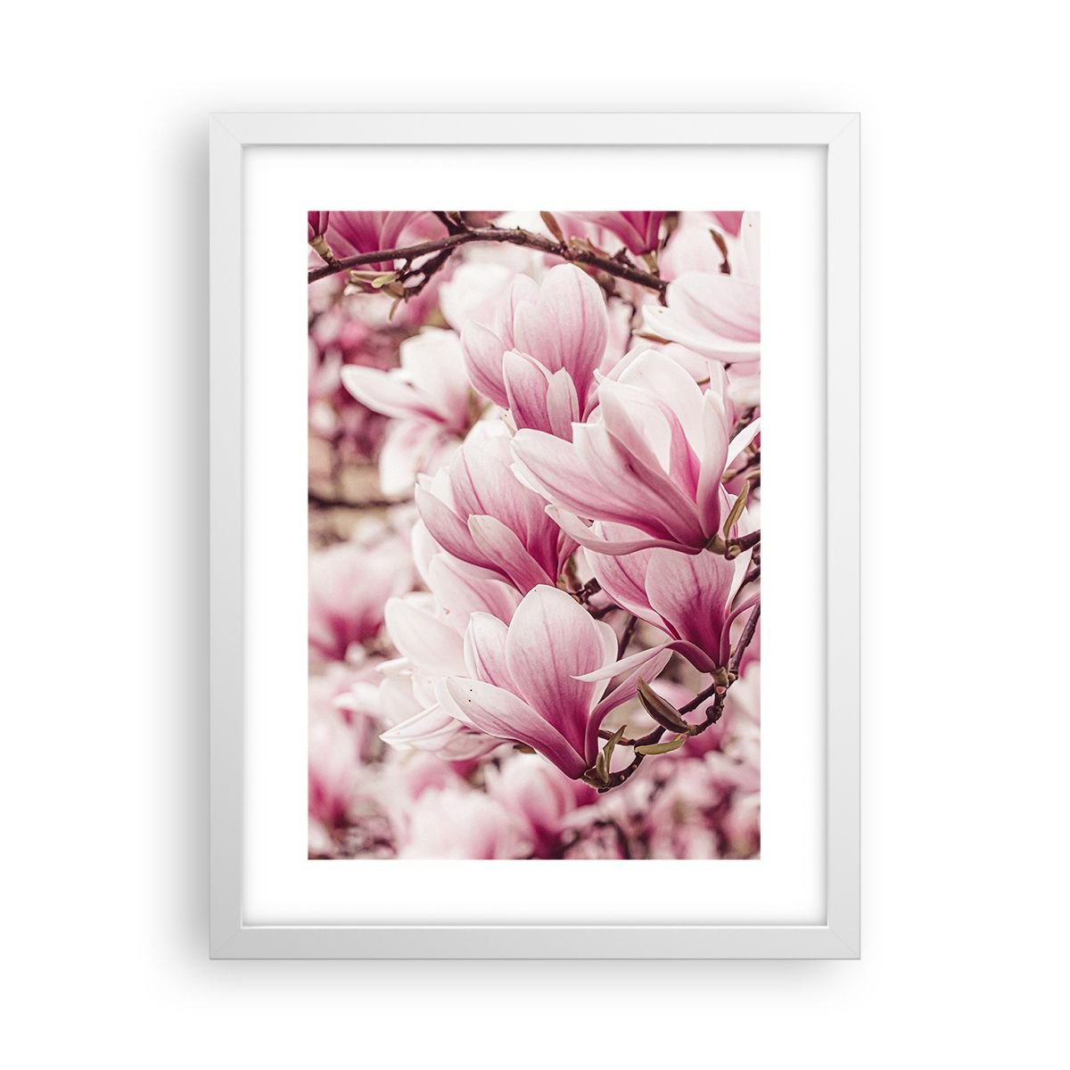 Obraz - Plakat - Wiosna jest różowa - 30x40cm - Magnolia Kwiat Jasny ...