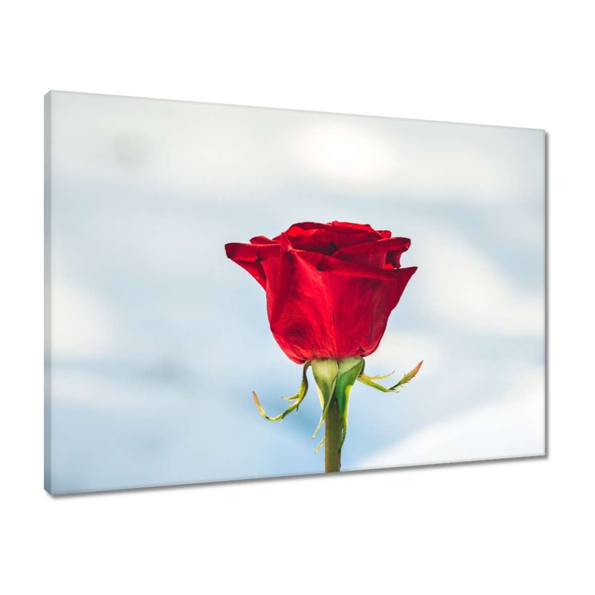 Obraz Róża Kwiat Kwiaty Róże, 70x50cm - ZeSmakiem | Sklep EMPIK.COM