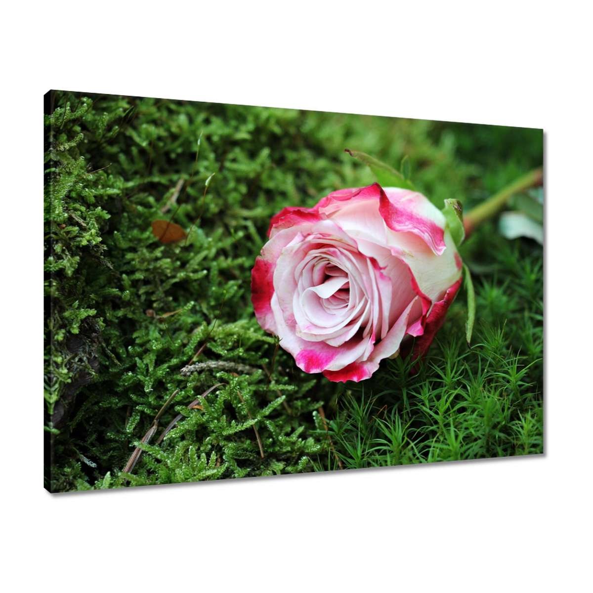 Obraz Róża Kwiat Kwiaty Róże, 70x50cm - ZeSmakiem | Sklep EMPIK.COM