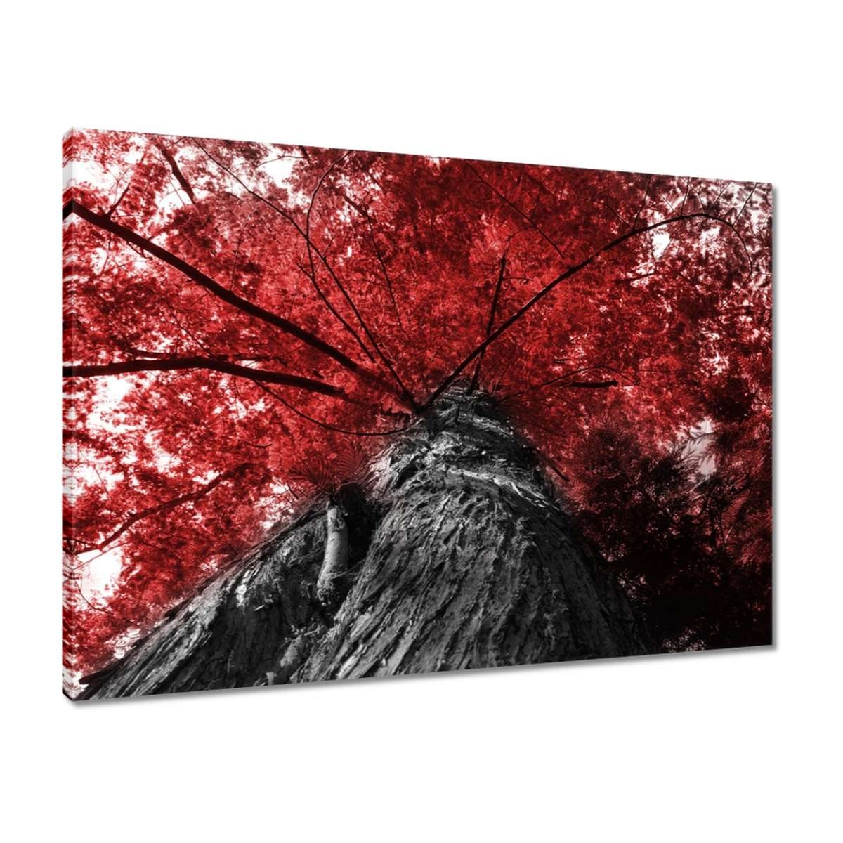 Obraz Sekwoja Wysokie drzewo, 70x50cm - ZeSmakiem | Sklep EMPIK.COM