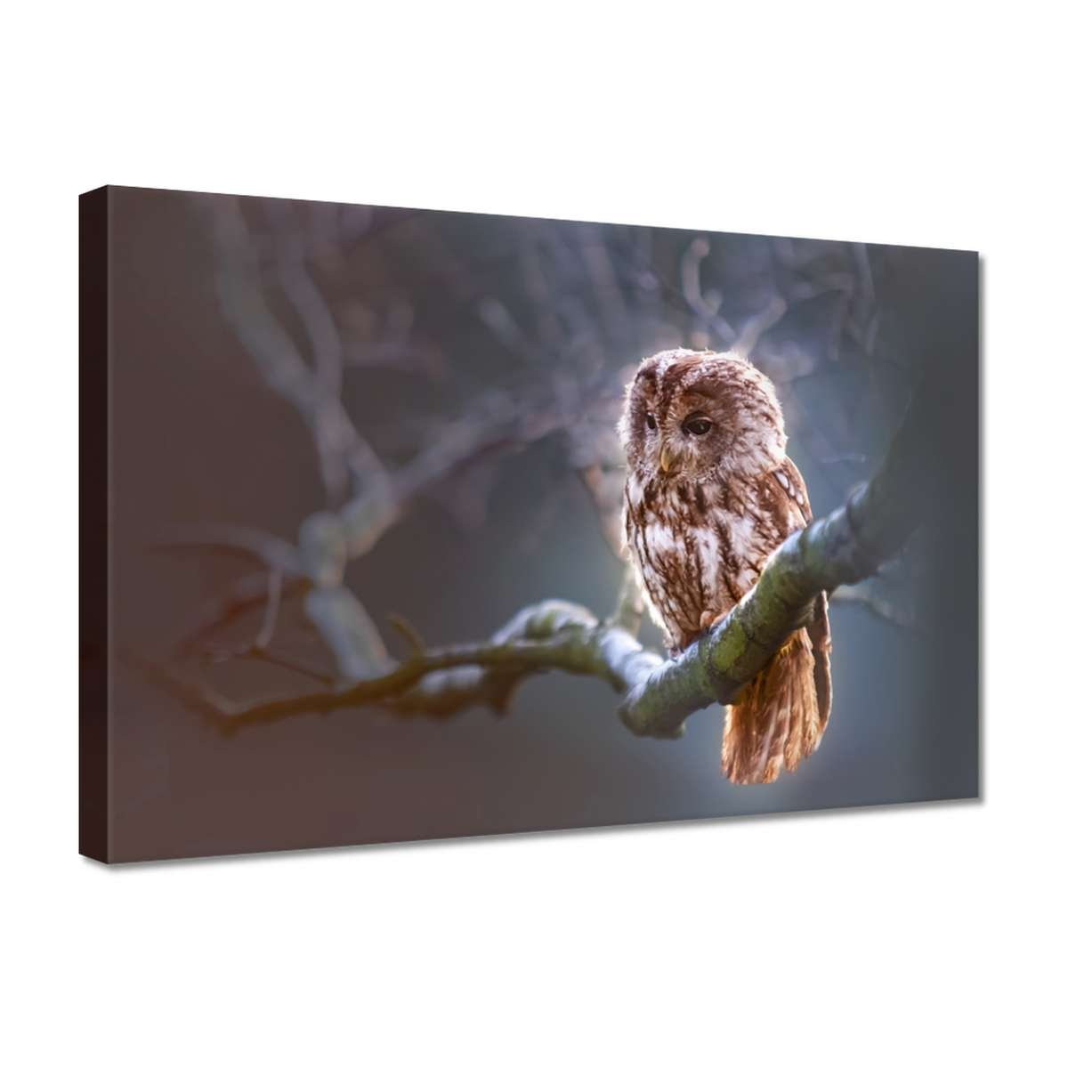 Obraz Sowa na gałęzi Drapieżnik, 30x20cm - ZeSmakiem | Sklep EMPIK.COM