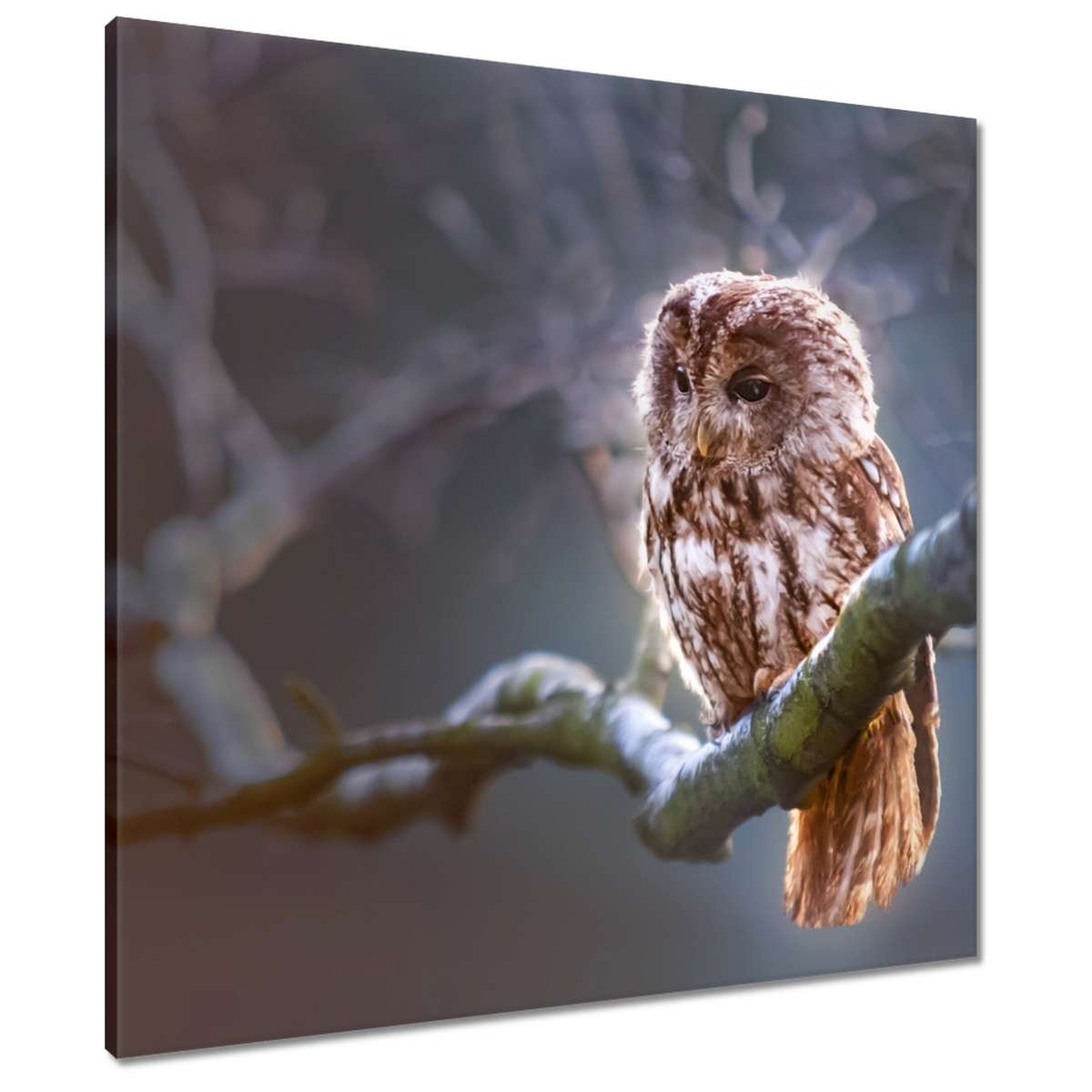 Obraz Sowa na gałęzi Drapieżnik, 70x70cm - ZeSmakiem | Sklep EMPIK.COM