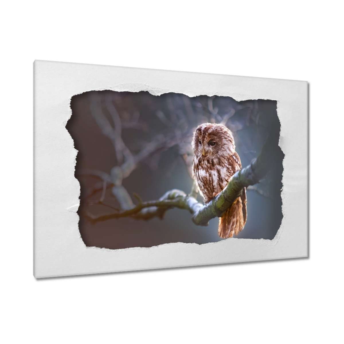 Obraz Sowa na gałęzi Drapieżnik, 90x60cm - ZeSmakiem | Sklep EMPIK.COM