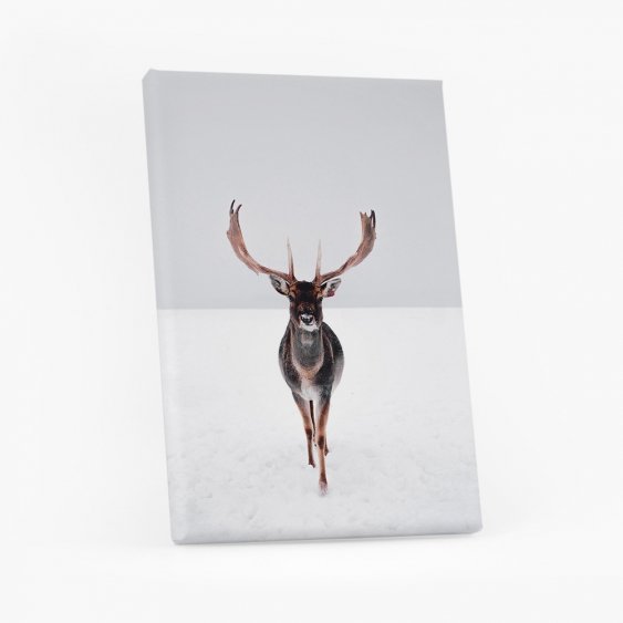 Obraz, Święta: Renifer 1, 60x80 cm - Empik Foto | Sklep EMPIK.COM