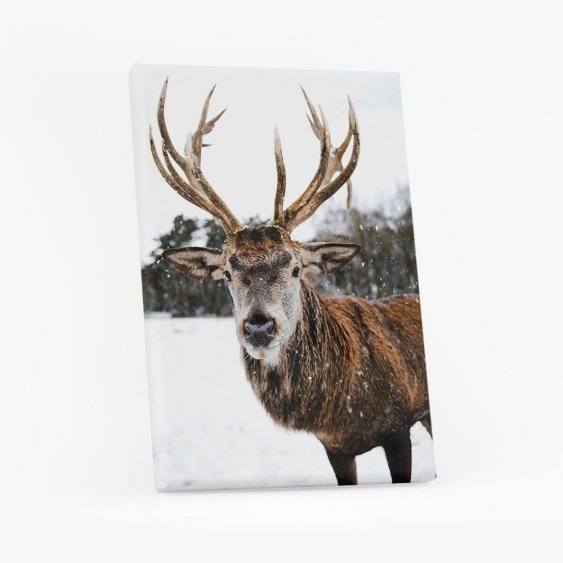 Obraz, Święta: Renifer 2, 30x40 cm - Empik Foto | Sklep EMPIK.COM