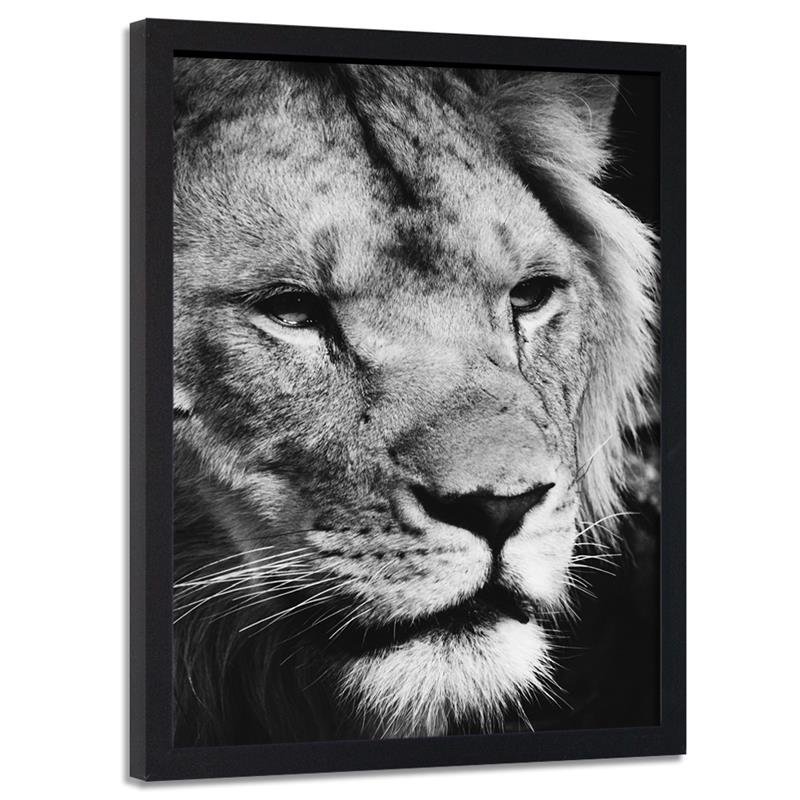 Obraz w ramie czarnej FEEBY, Lew Afryka Czarno Biały 20x30 - Feeby ...