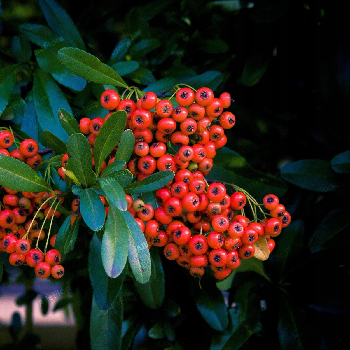 Ognik szkarłatny 'Red Column' (Pyracantha coccinea) Doniczka 2.0L ...