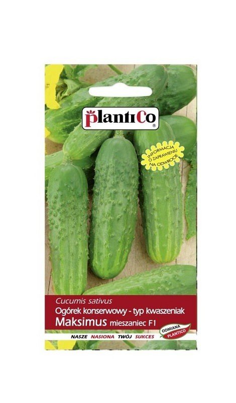 Ogórek gruntowy Maksimus - mieszaniec 5 g Plantico - Inna marka | Sklep ...