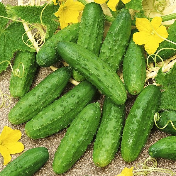 Ogórek Krak F1 5 g - inna (Inny) | Sklep EMPIK.COM