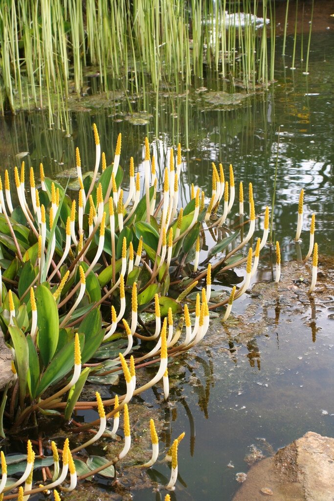 ORONTIUM WODNE Rarytas Wodne Rośliny Kwitnie - Perfekt Klik | Sklep ...