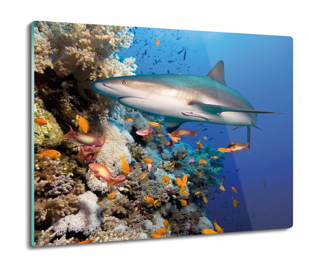 osłona do płyty indukcyjnej Rekin ryby rafa 60x52, ArtprintCave ...