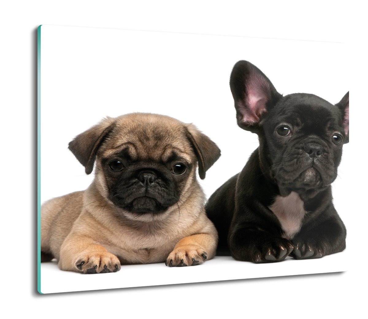 osłona na płytę indukcyjną Mops buldog pies 60x52, ArtprintCave ...