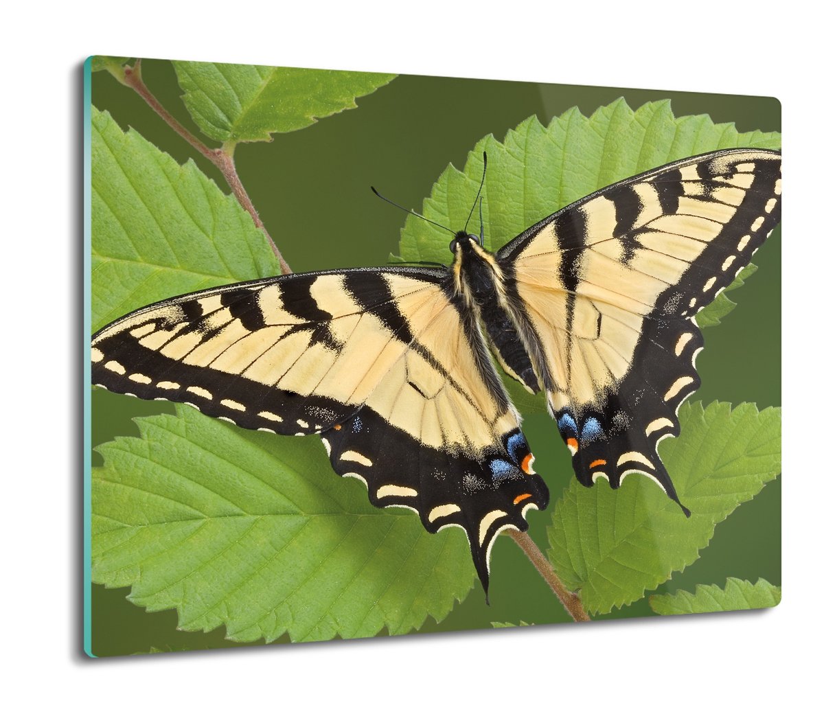 osłona płyty kuchennej Motyl monarcha liść 60x52, ArtprintCave ...